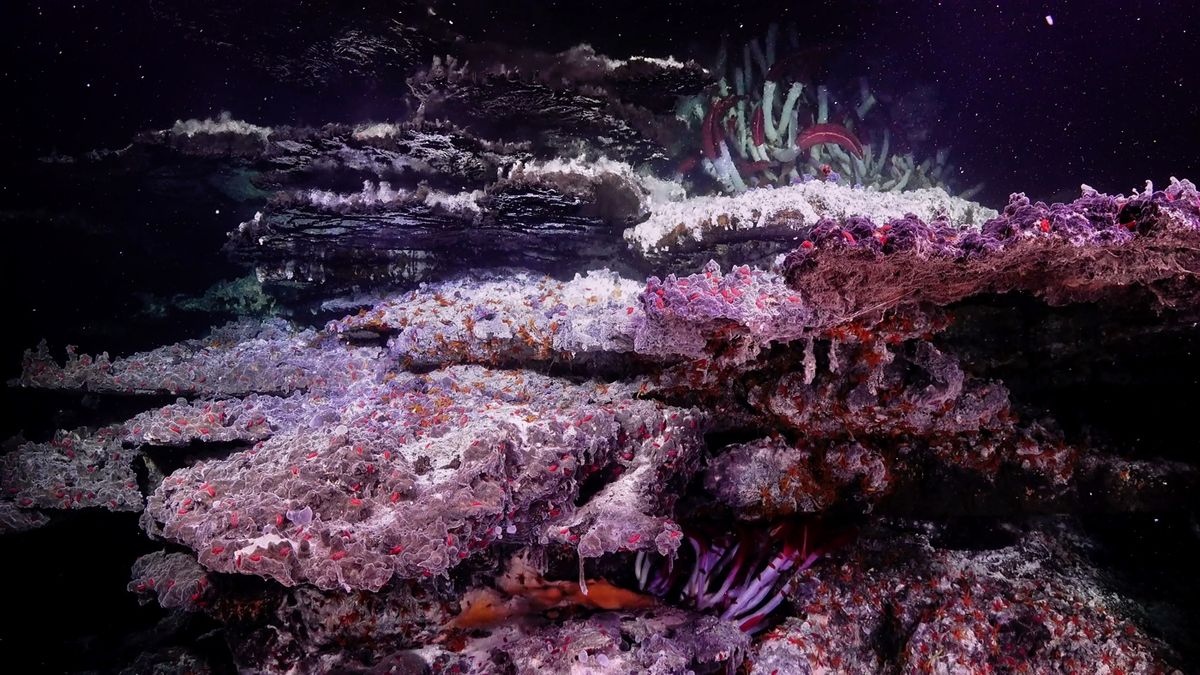 In Photos: Sea Life Thrives at Otherworldly Hydrothermal Vent System ...