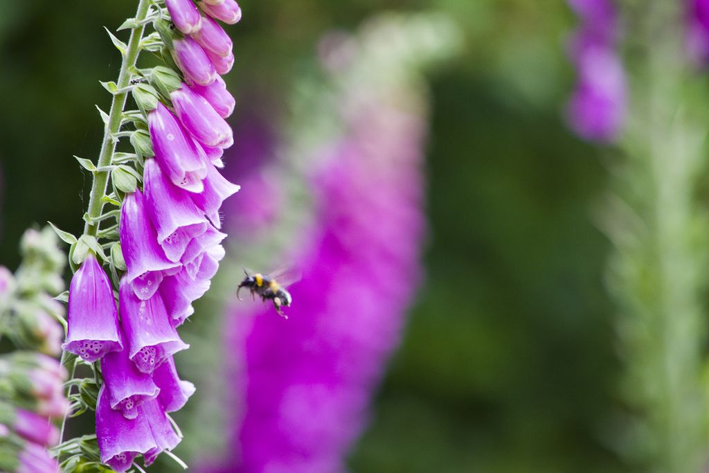 Monty Don's top tips for growing foxgloves | Homes and Gardens