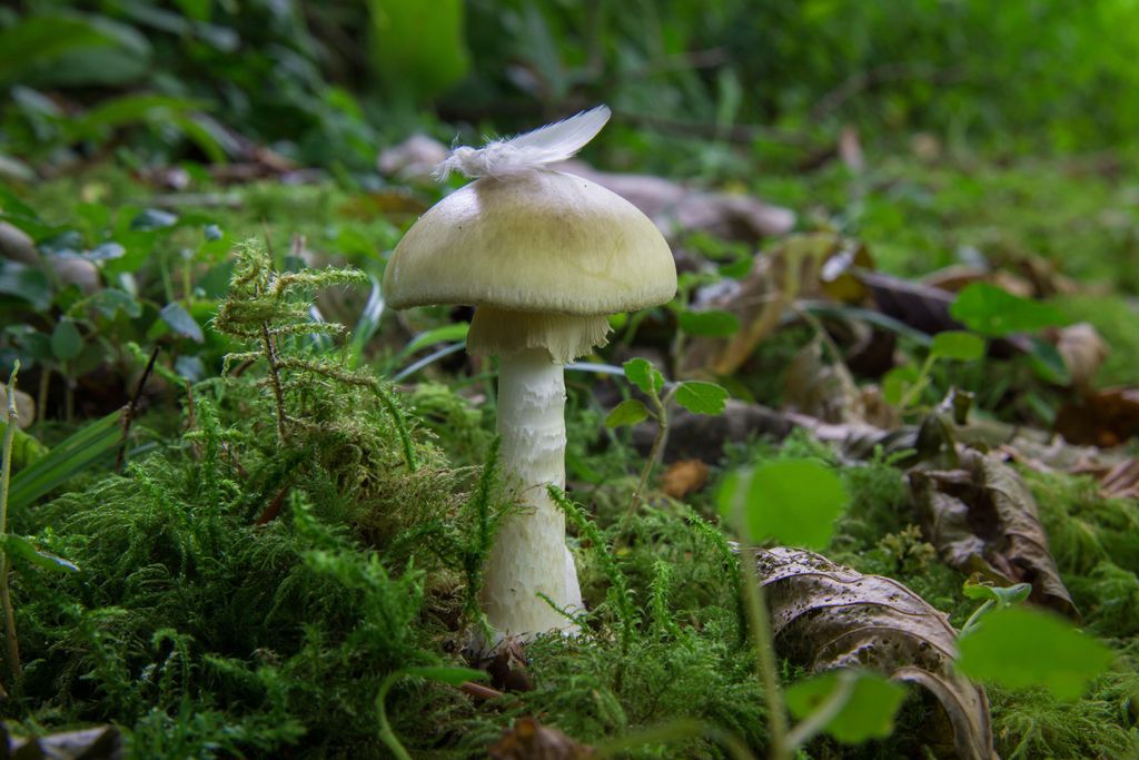 World's deadliest mushroom conquered California with a clone army ...