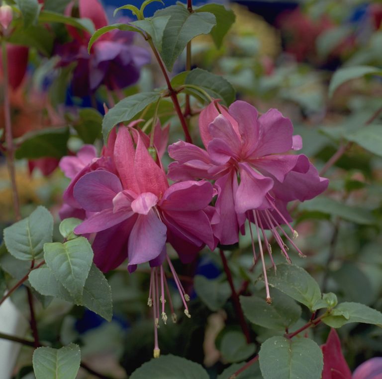 How to grow fuchsias: make them the centrepiece of your borders, pots ...