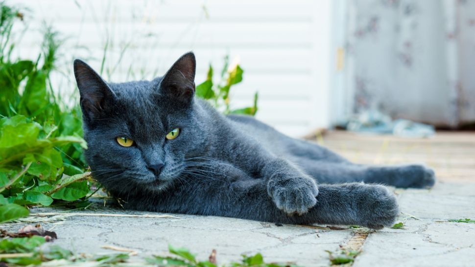 32 facts about Russian Blue cats | PetsRadar