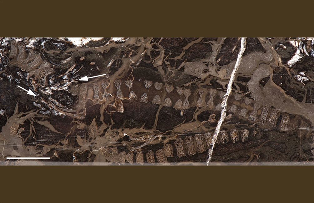 This Prehistoric Sea Monster Was About to Be an Octomom | Live Science