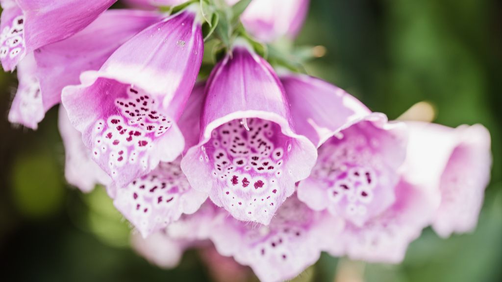 Can foxgloves really give you a heart attack? | Live Science