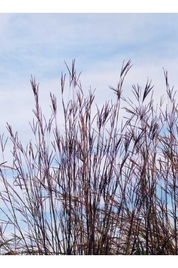 Tallgrass Prairie Ecosystem Images | North American Prairies | Live Science