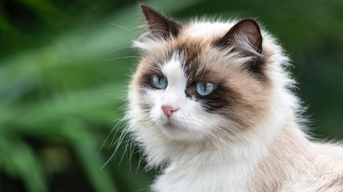 Best cat breeds for dog owners | PetsRadar