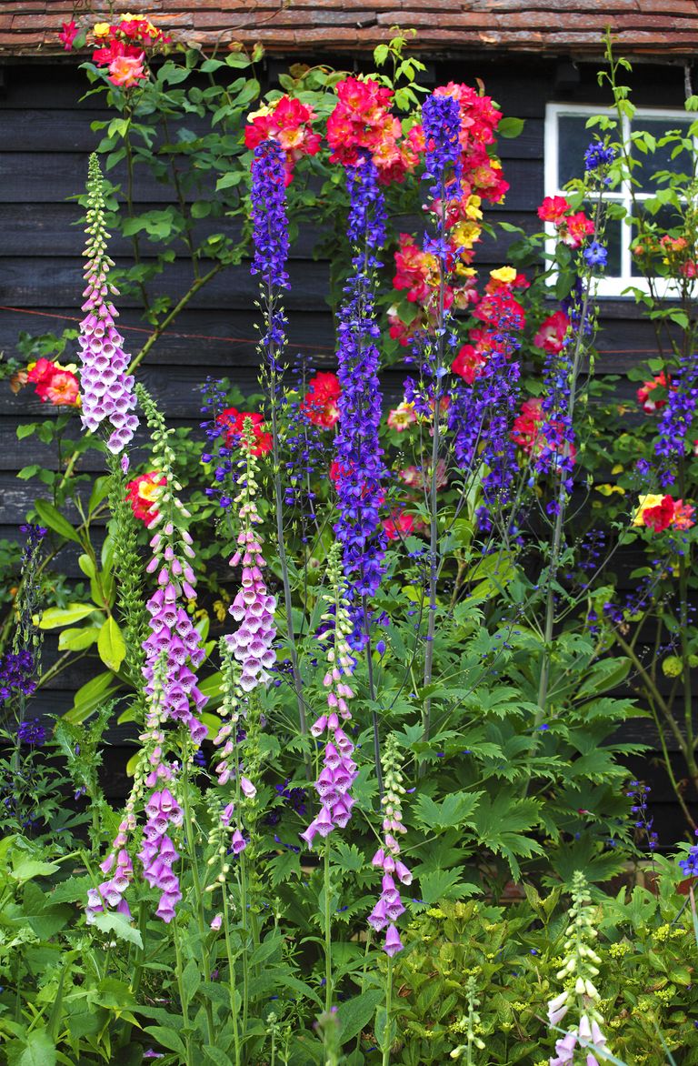 Cottage garden plants – 12 floral must-haves in your cottage garden ...