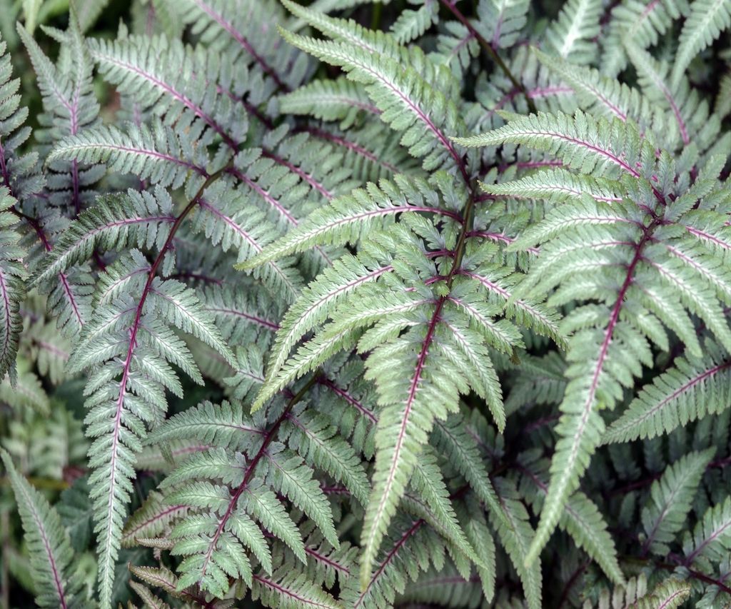 Best ferns for shade: 8 fascinating fronds to grow | Homes and Gardens