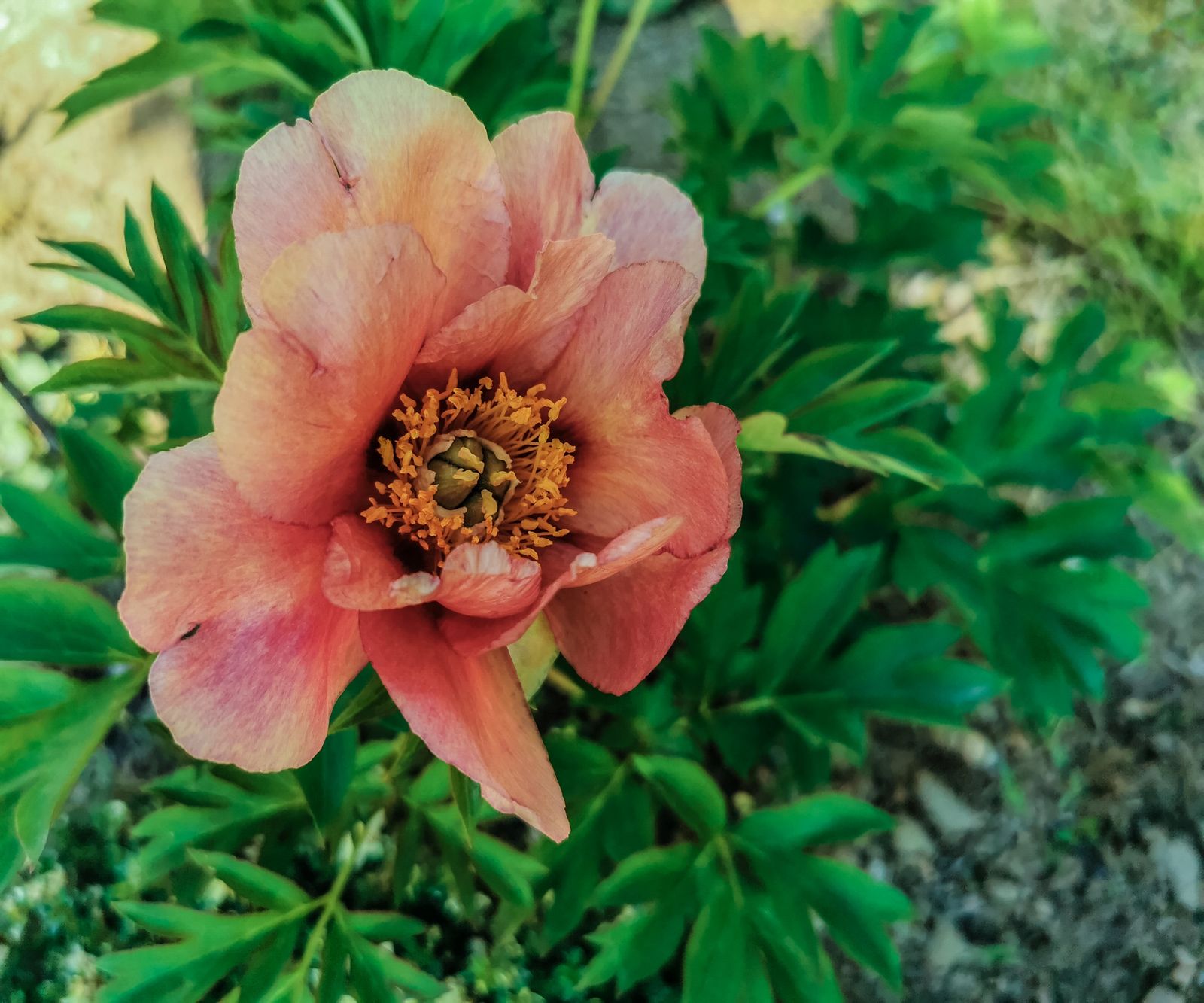 How to prune peonies: 3 expert ways depending on your type | Homes and ...