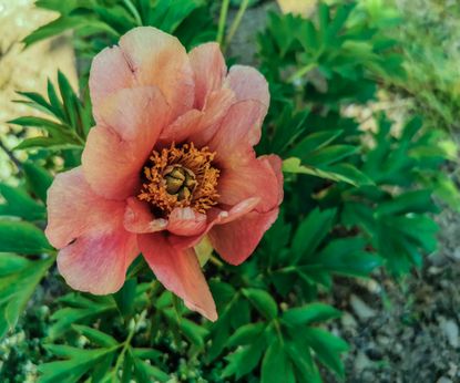 How to prune peonies: 3 expert ways depending on your type | Homes and ...