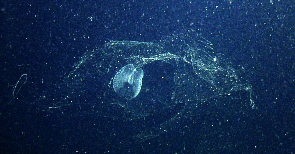 In Photos: Gorgeous Sea Blob in Monterey Bay | Live Science