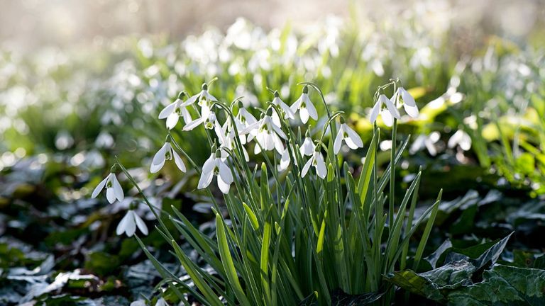 Snowdrop Bulbs: The History Of Snowdrops | Gardening Know How