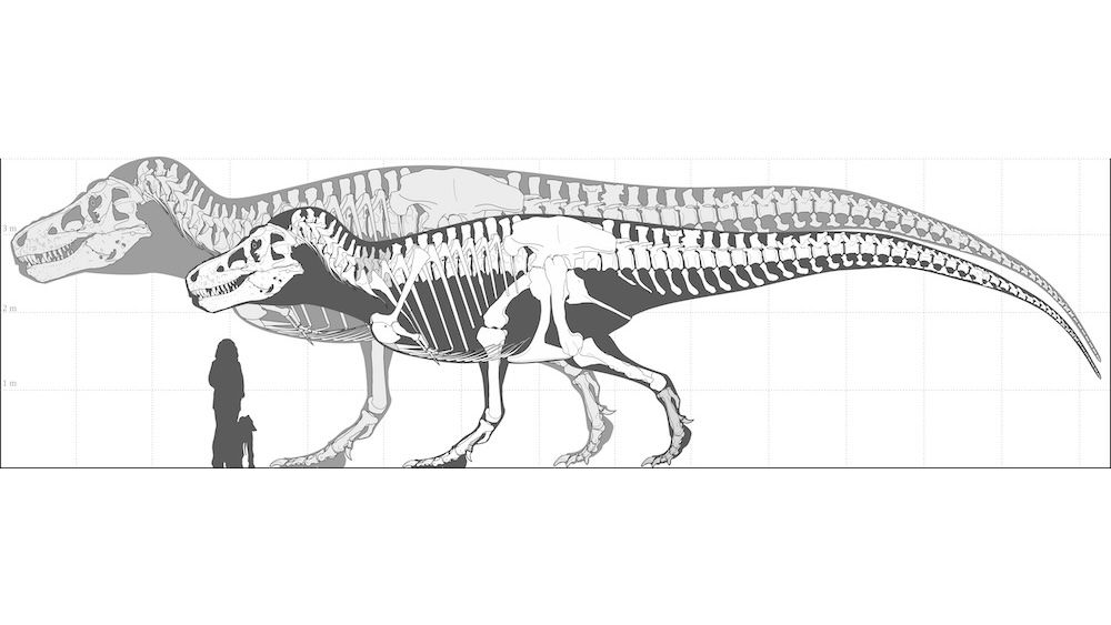 T. rex could have been 70% bigger than fossils suggest, new study shows ...