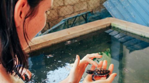 32 tips for taking care of pet turtles | PetsRadar