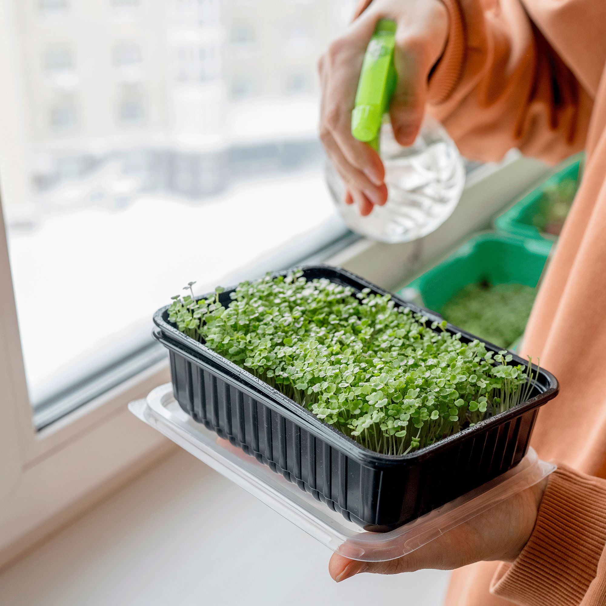 How to grow microgreens – the tiny plant every homes should be growing ...