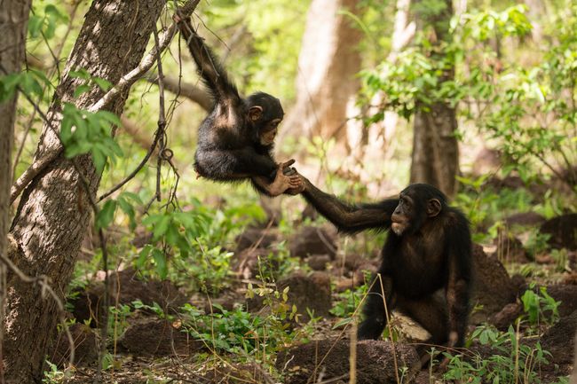 In Photos: The Fongoli Savanna Chimpanzees | Live Science