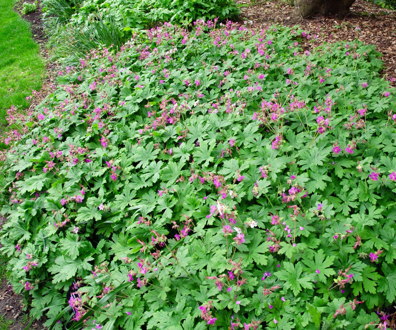 How To Grow Sticky Geranium Or Geranium Viscosissimum | Gardening Know How
