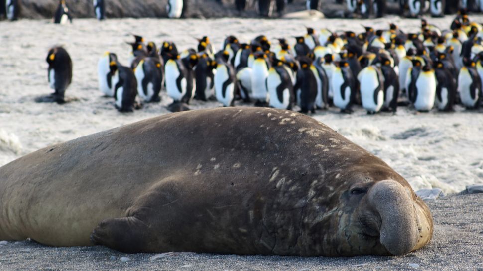 How to watch 'Big Beasts': Join Tom Hiddleston on a tour of the world's ...