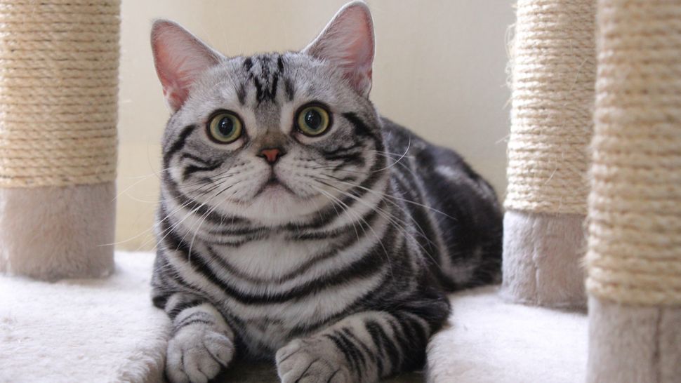 32 longest living cat breeds | PetsRadar