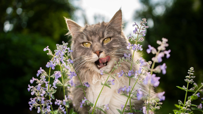 Is catnip for dogs safe and is there an equivalent for canines? | PetsRadar