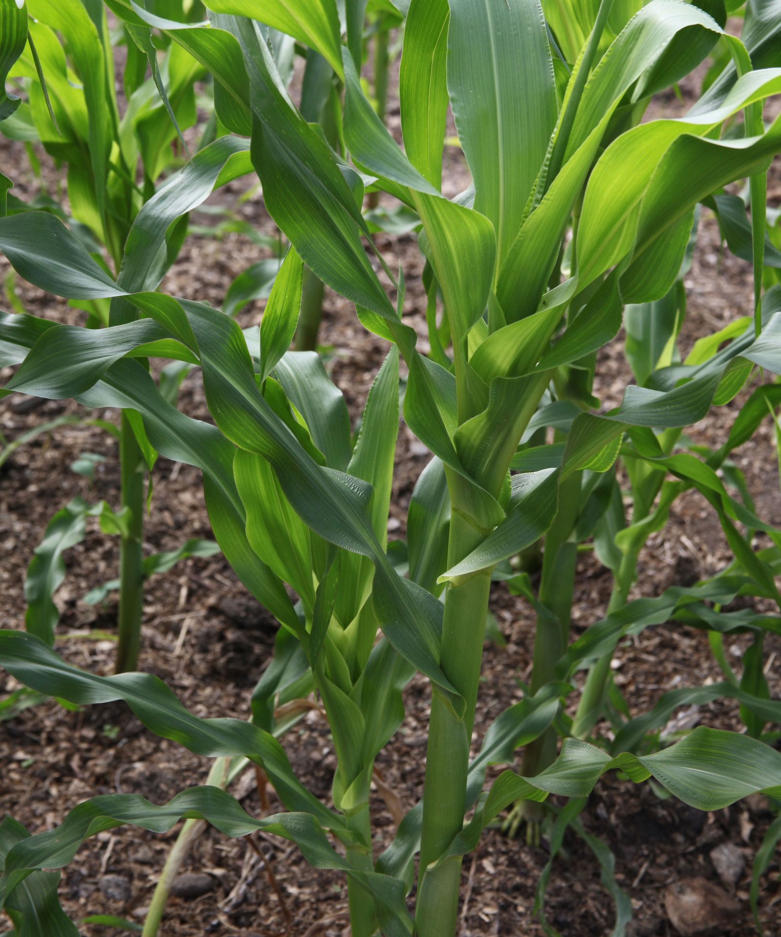 When to plant corn: for a bumper harvest of family favorite | Homes and ...