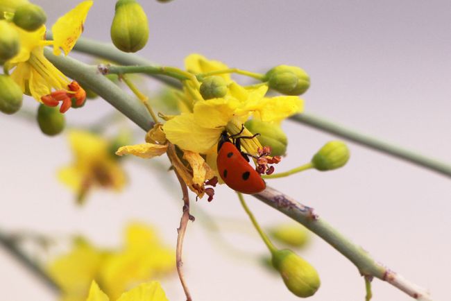 Photos: Amazing Insects of the North American Deserts | Live Science