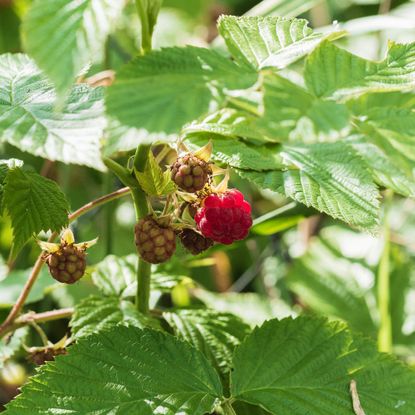 When to plant raspberry canes according to gardening experts | Ideal Home