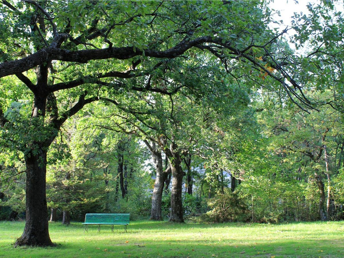 Ohio Valley Shade Trees: Shade Trees For Central U.S. Landscapes ...