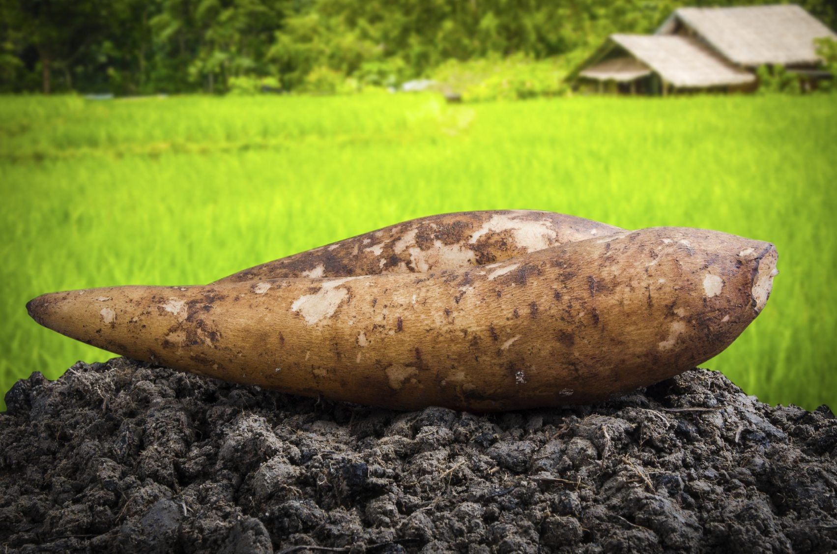 Yacon Root Info - How To Grow Yacon Plants In The Garden | Gardening ...