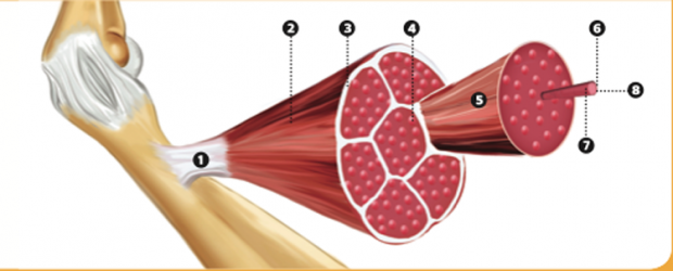How to add muscle mass: The science | Coach