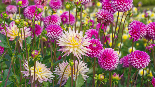7 bulbs to plant in March for the best summer blooms | Tom's Guide