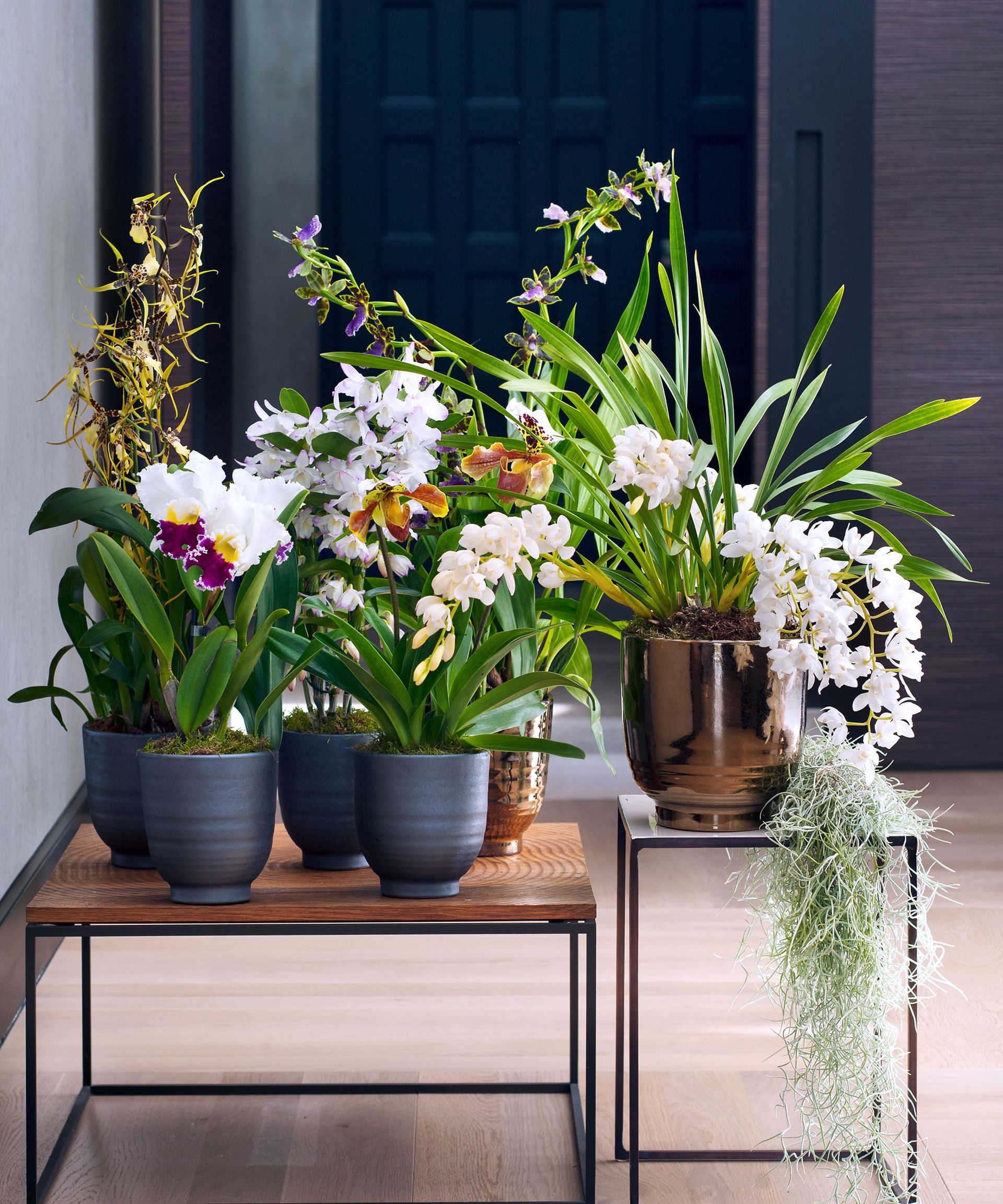 How long do orchid blooms last? Experts offer their tips | Gardeningetc