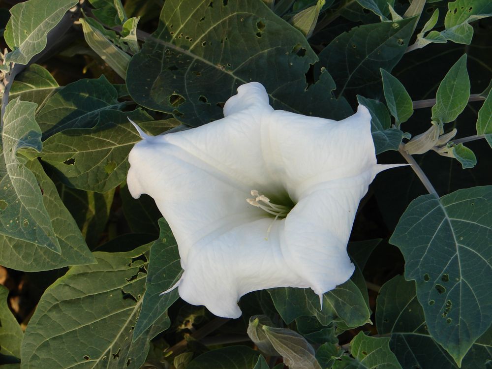 Sacred Datura: Photos of a Beautiful (But Poisonous) Plant | Live Science