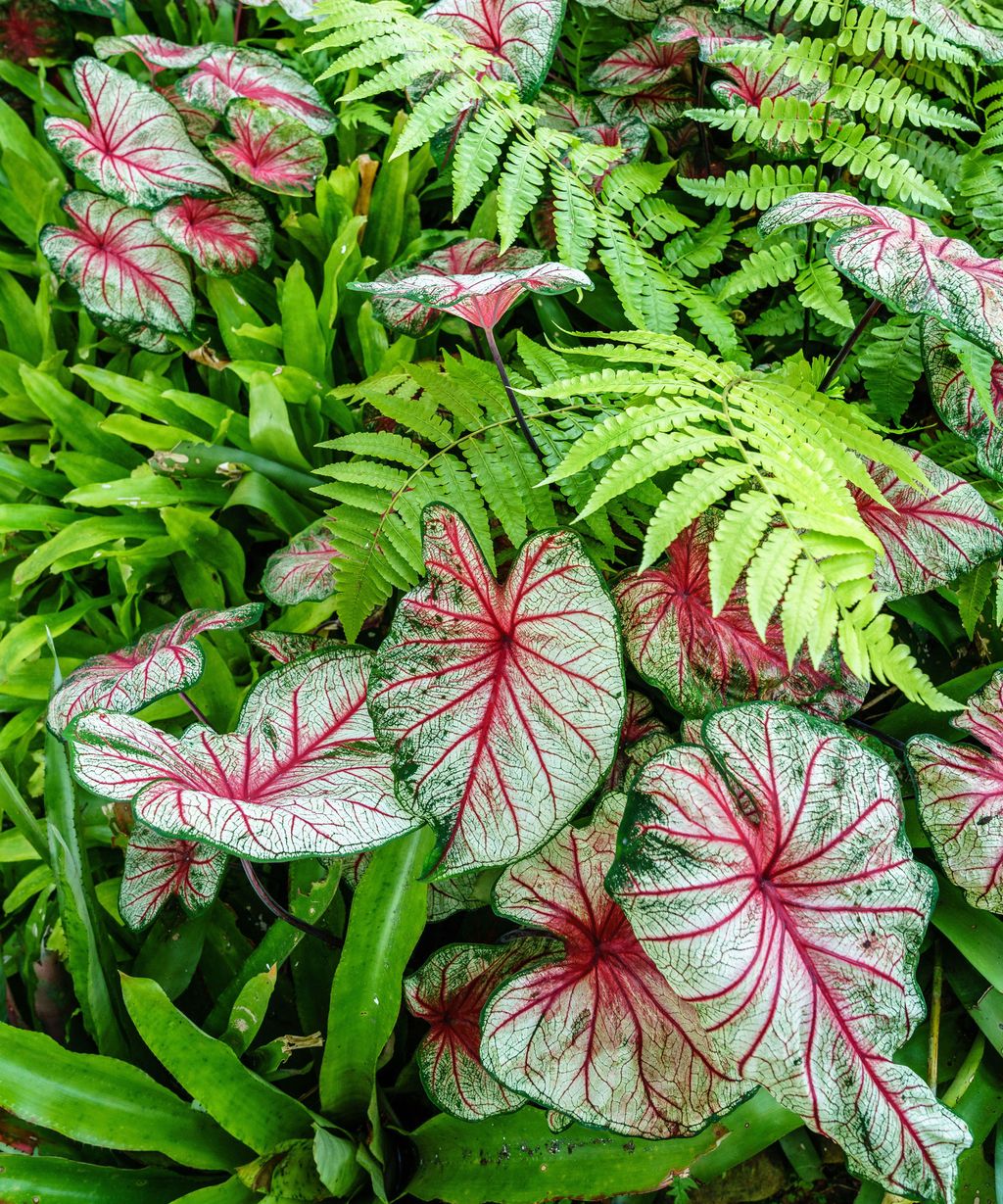 Best flower bulbs for shady backyards | Livingetc