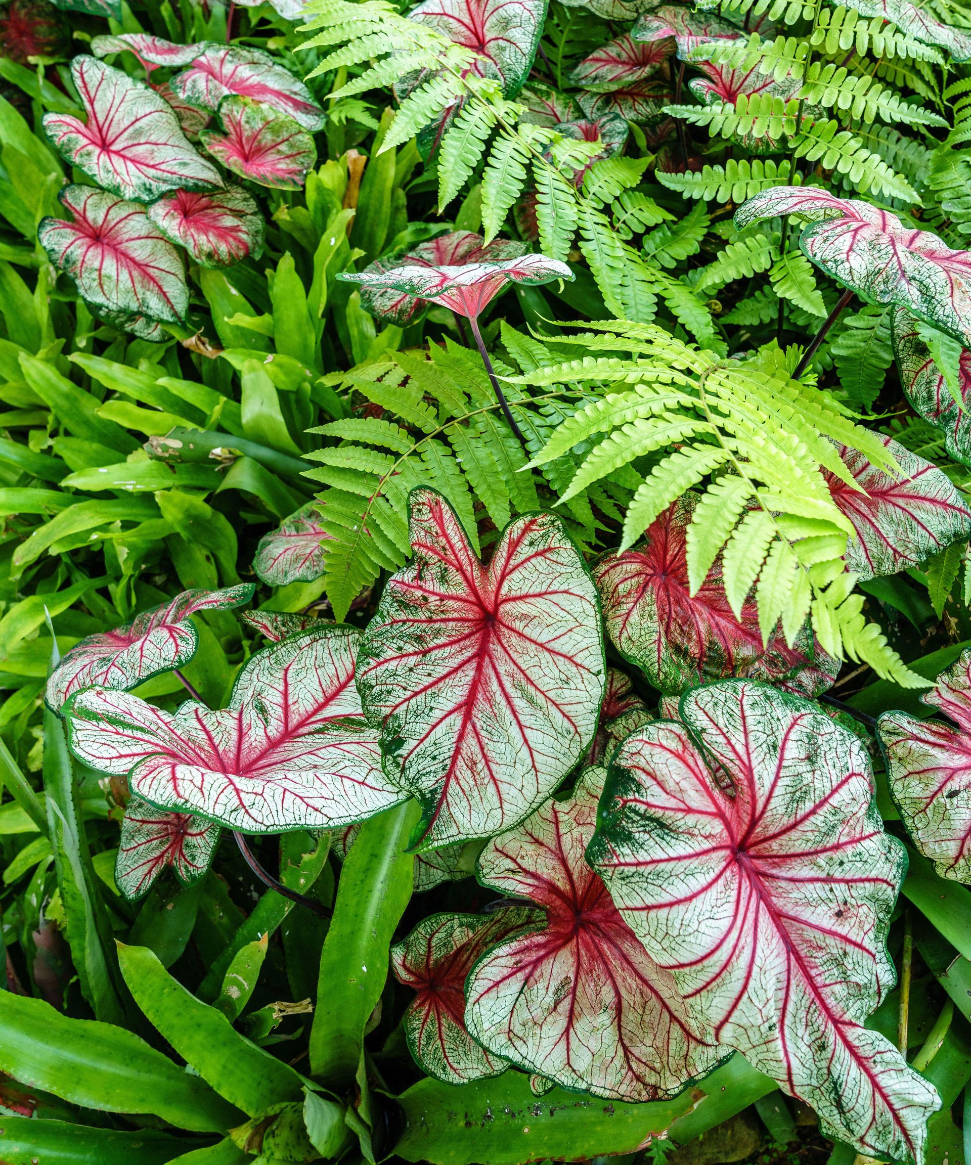 Best flower bulbs for shady backyards | Livingetc