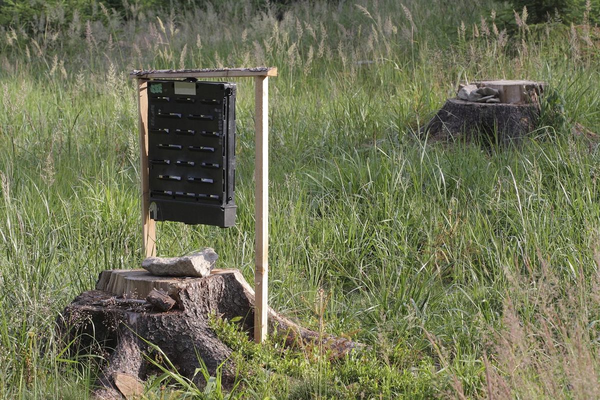 Are Pheromone Traps Safe - Learn About Using Pheromone Traps In Gardens ...