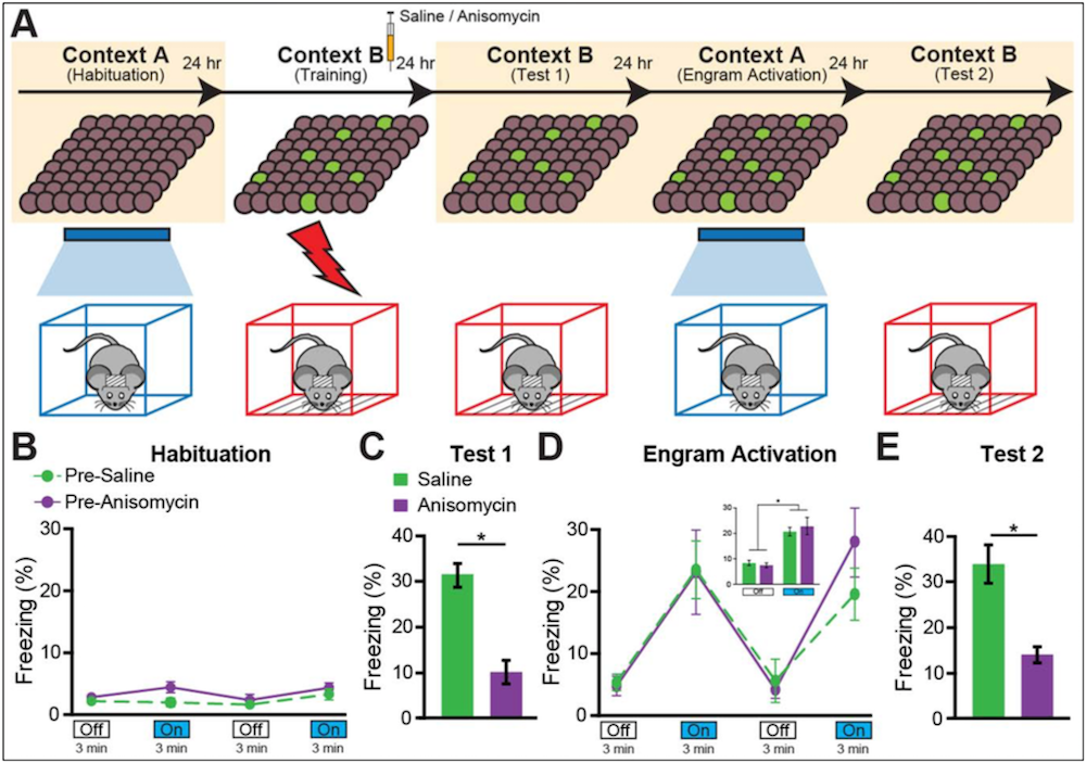 'Lost' Memories Restored in Mice | Live Science