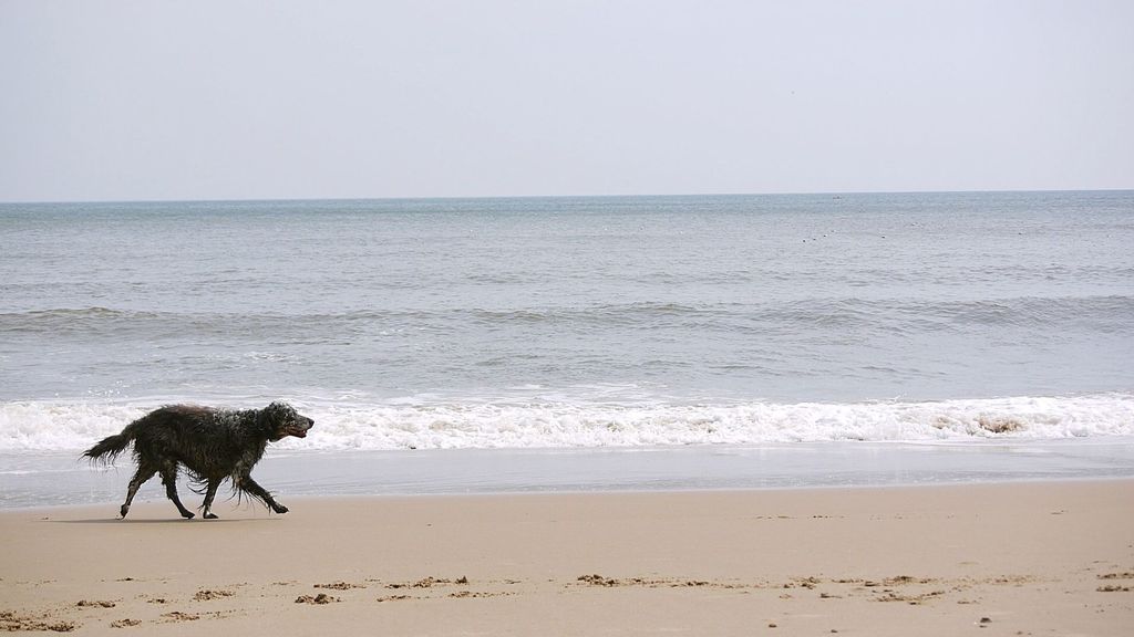best dog-friendly beaches in the US | PetsRadar