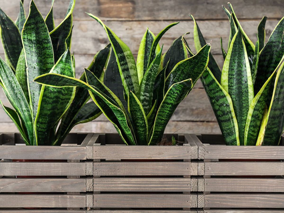 Using Boxes For Houseplants: How To Make An Indoor Planter Box ...