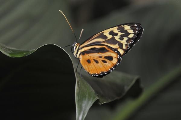 Amazing Tropical Butterflies | Butterfly & Moth Images | Live Science