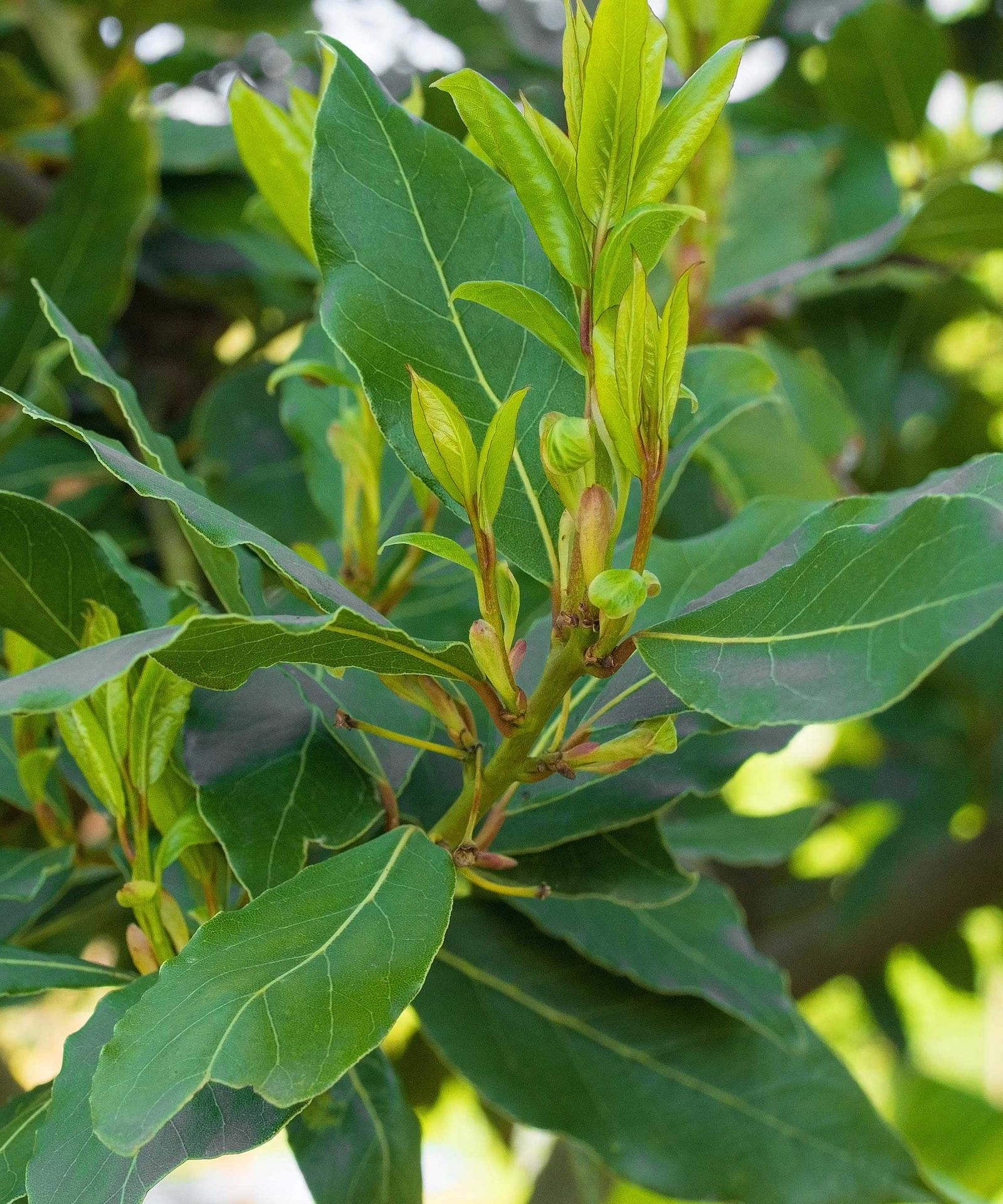 Best privacy trees for small backyards: 10 compact choices | Homes and ...