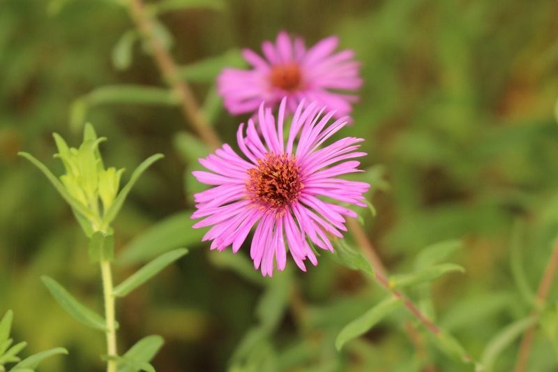 Tips & Information about Asters | Gardening Know How
