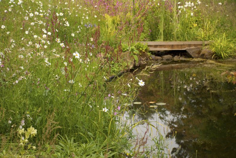 Alternatives to grass: 10 easy no-mow options for your garden ...