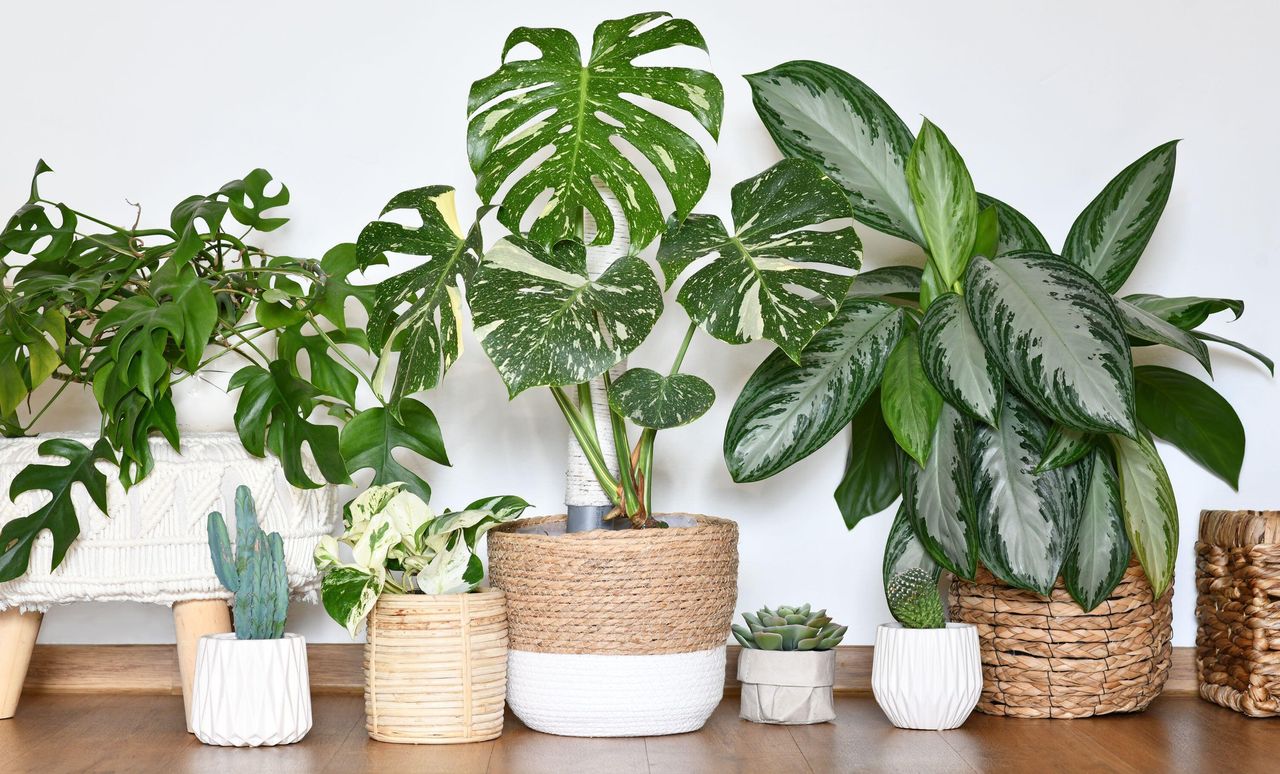 Types of Monstera Plants — And How You Should Display Them | Livingetc