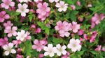 How to propagate hellebores: advice on hellebore dividing | Homes and ...