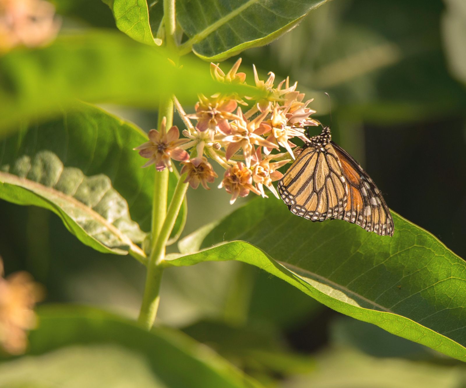 How to grow milkweed: for bright blooms year after year | Homes and Gardens