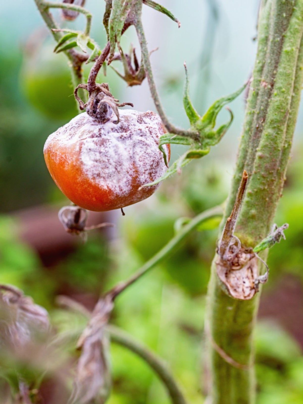 Tomato Gray Mold Problems - Tips On Treating Tomatoes With Gray Mold ...
