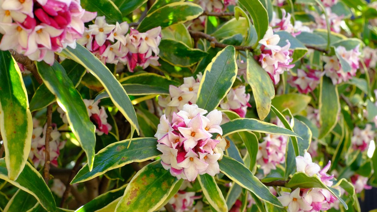 The 7 best fragrant hedge plants to keep your yard fresh this summer ...