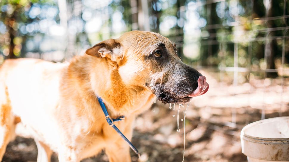 32 dog breeds that are the biggest droolers | PetsRadar