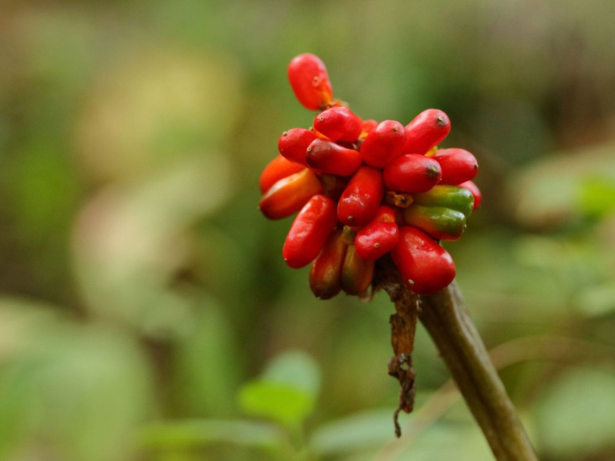 How To Plant Jack In The Pulpit Seeds: Growing Jack In The Pulpit From ...