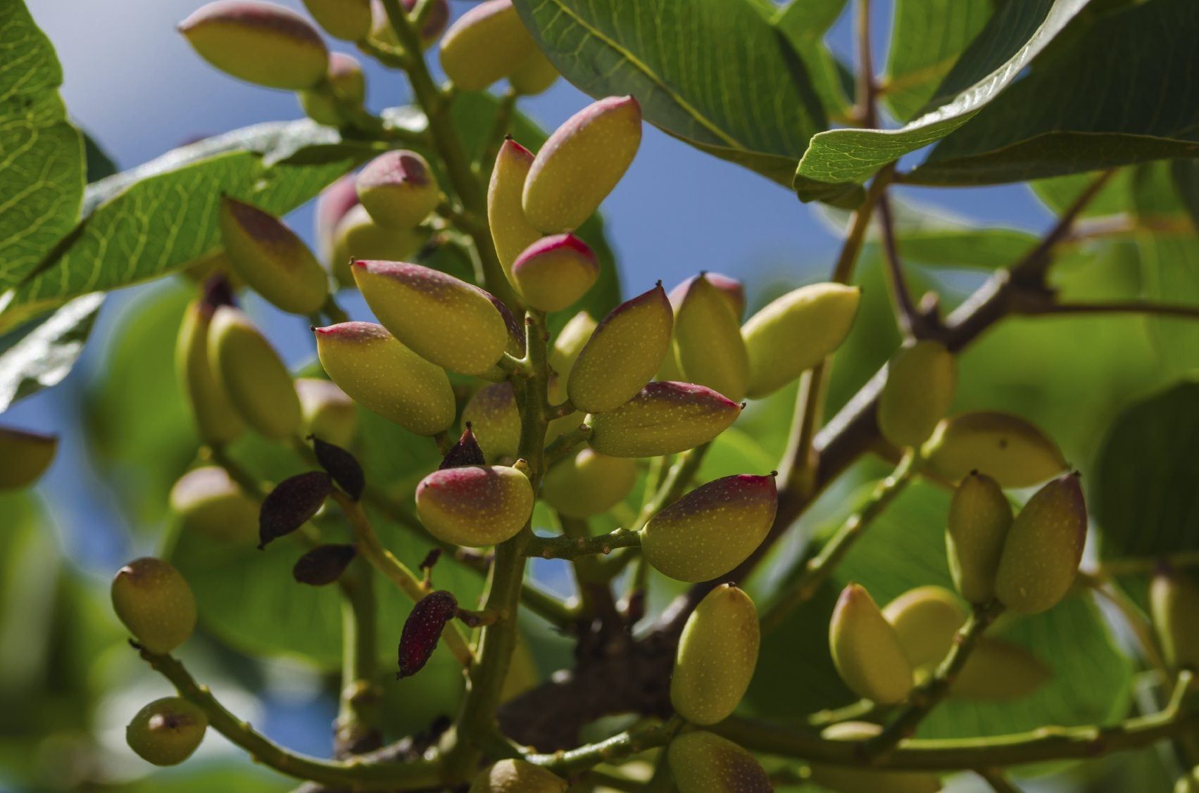 Pistachio Harvest Season - Learn How And When To Harvest Pistachios ...